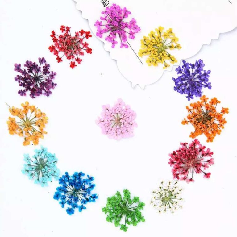 Multy Pressed Dry Flower - 24 in 1 Collection